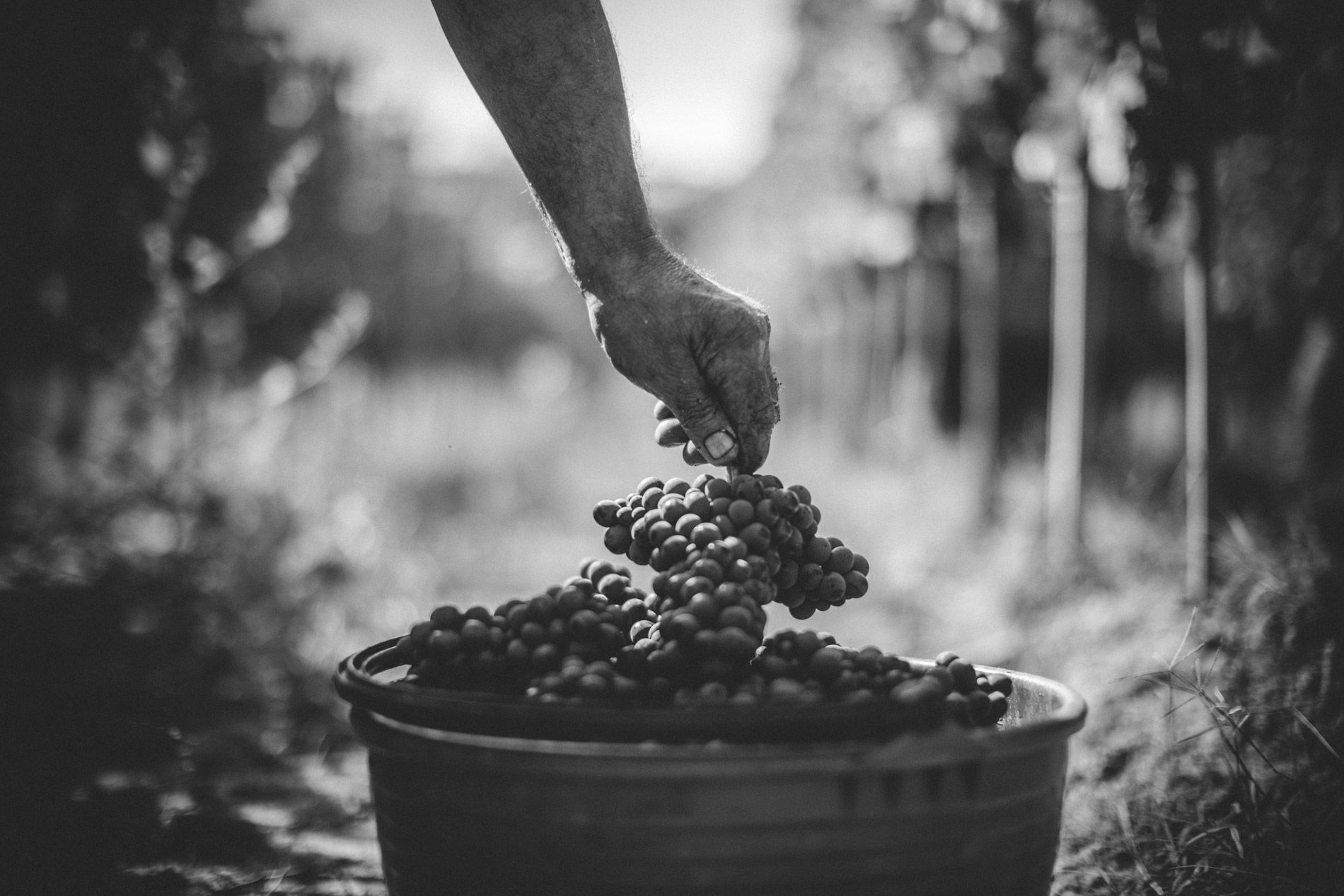 Baldetti | Winery and wine tasting in Cortona, Tuscany